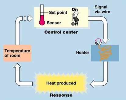 Negative Feedback Loop Thermostat