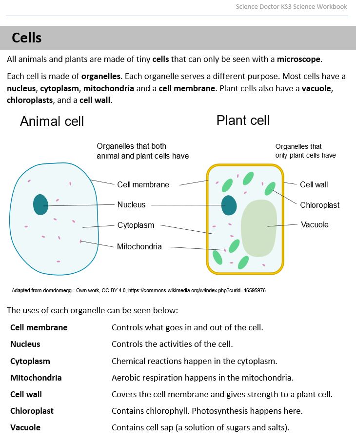 Cells Worksheet Ks3